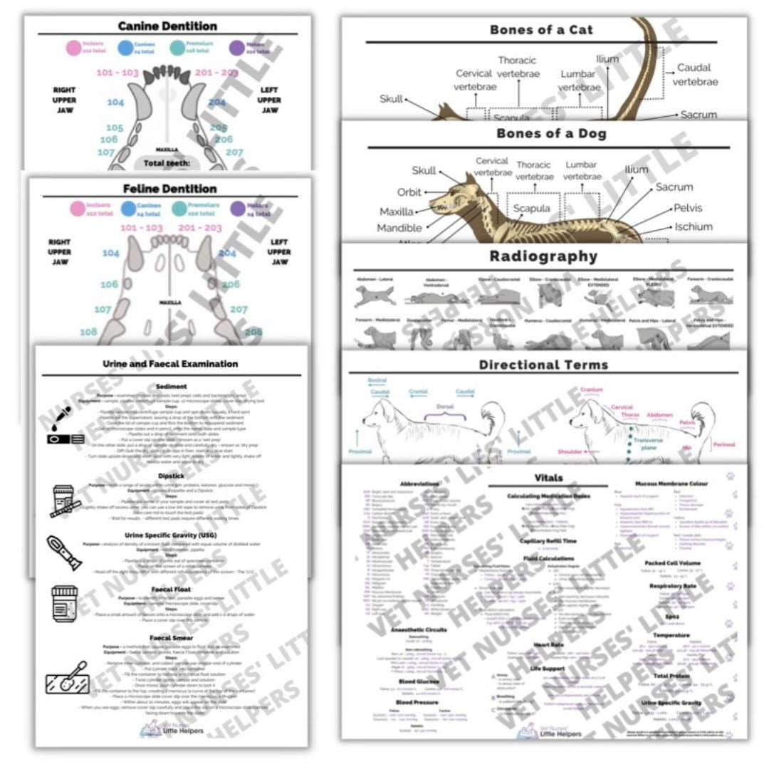 Posters and Brochures – Vet Nurses Little Helpers
