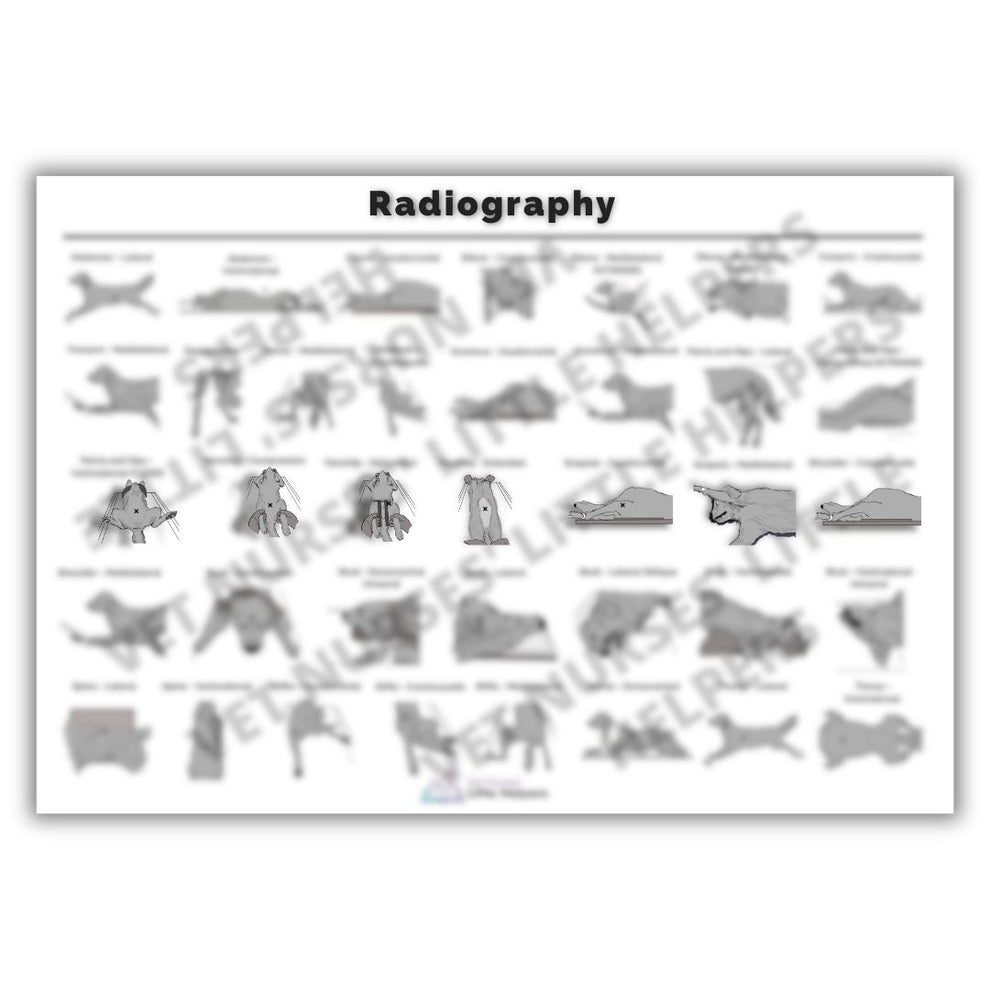 Radiography Poster - Digital Version – Vet Nurses Little Helpers