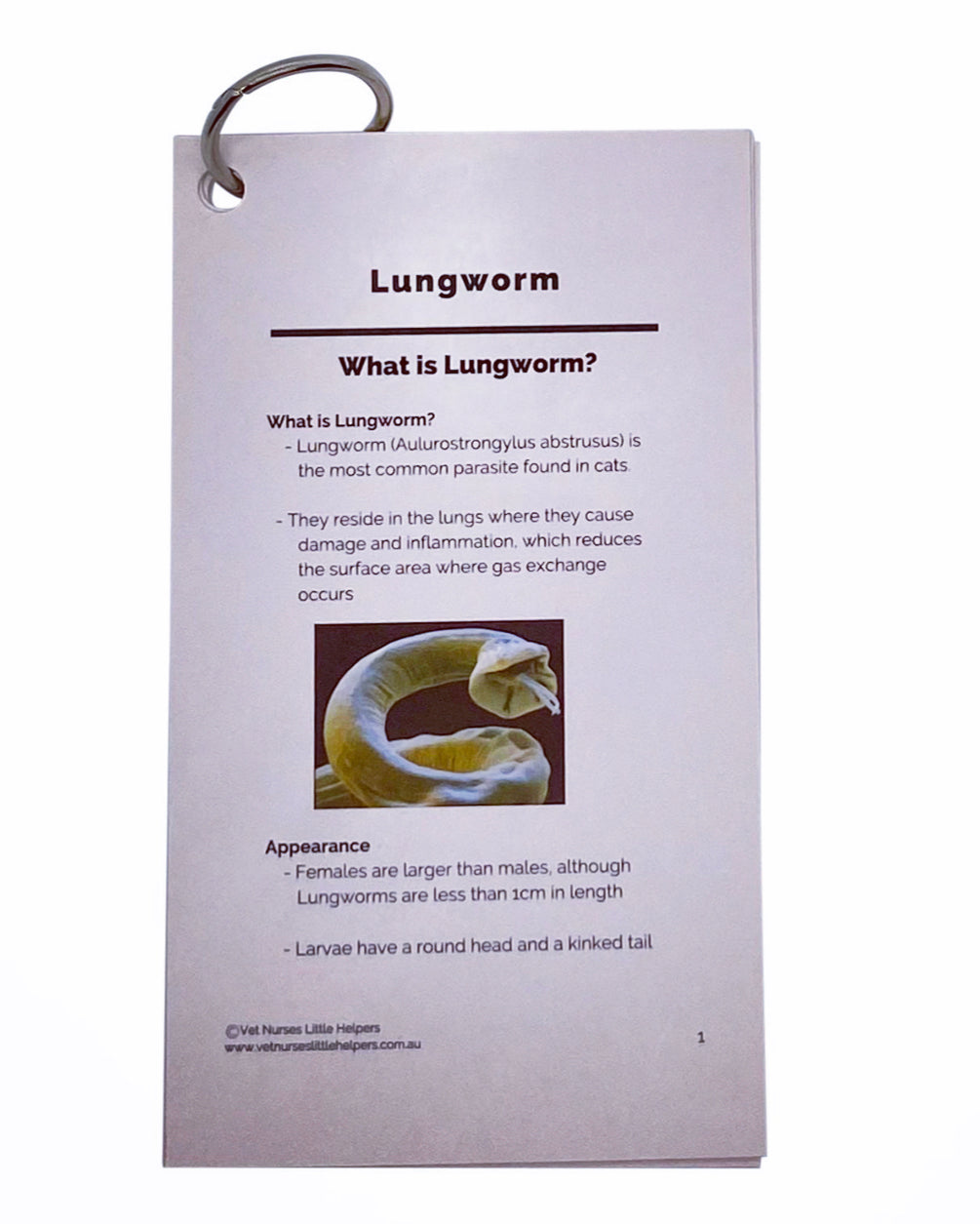 Lungworm - Vet Nurses Little Helpers